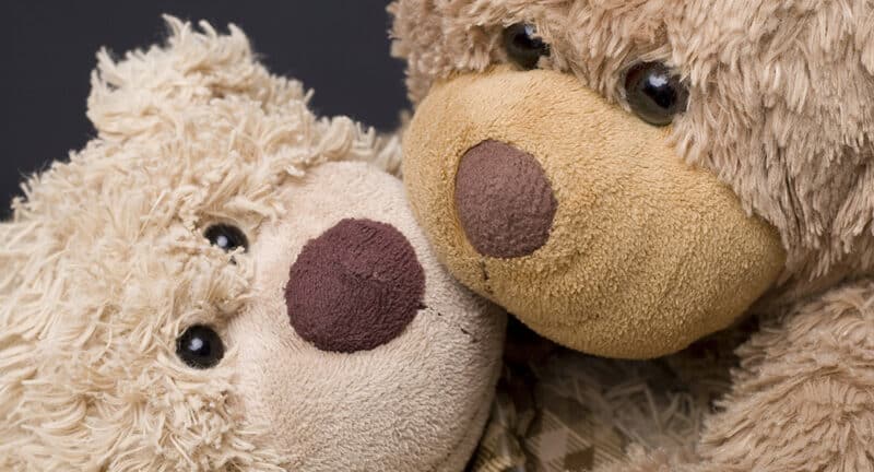 The Real Life of Teddy Bear-and His Animal Friends | Belongly